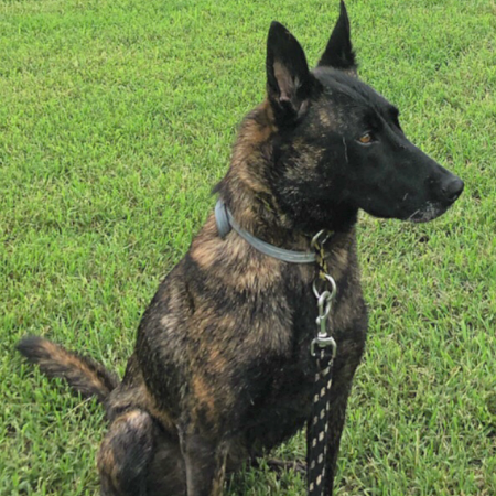 Buy Dutch Shepherd security dogs
